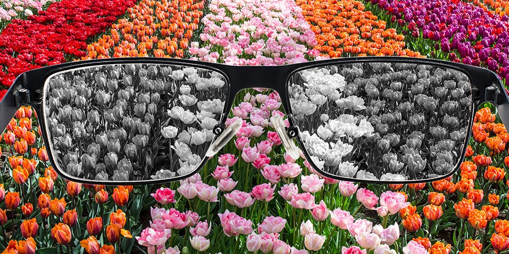 Seeing the World Through Different Eyes: Exploring Color Blindness ...