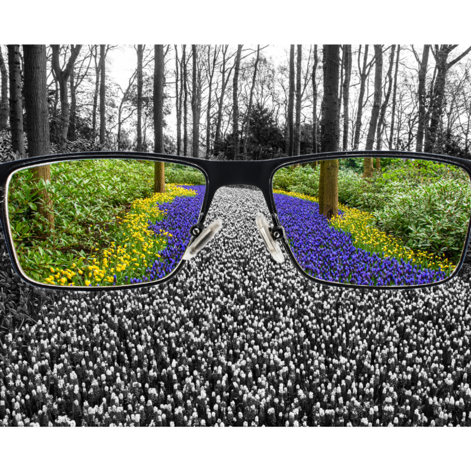 Are You Color Blind? A Quick Guide – Fillmore Eye Clinic